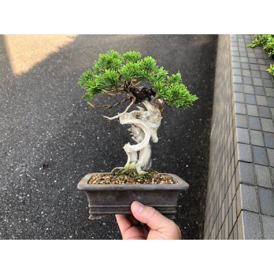 The export of bonsais and the export of bonsai tools/FROM JAPAN